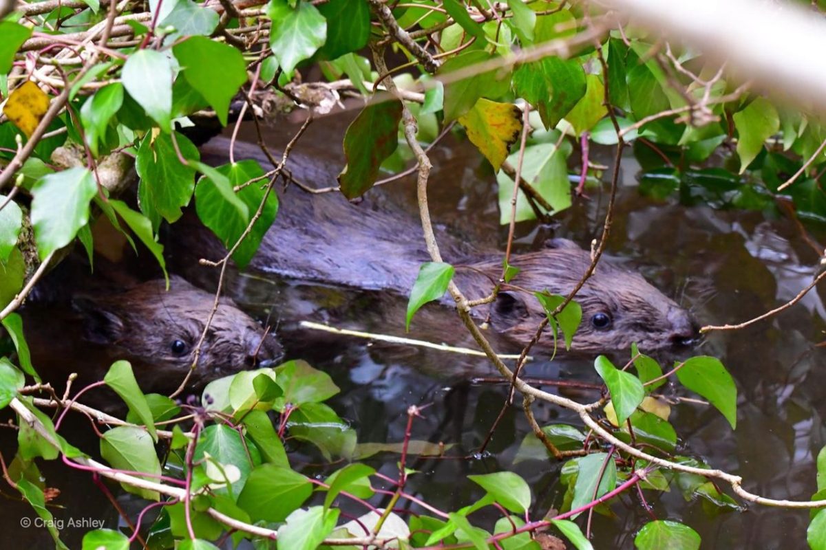 Baby beaver sisters, Barbara and Twiggy, have been released into their ...
