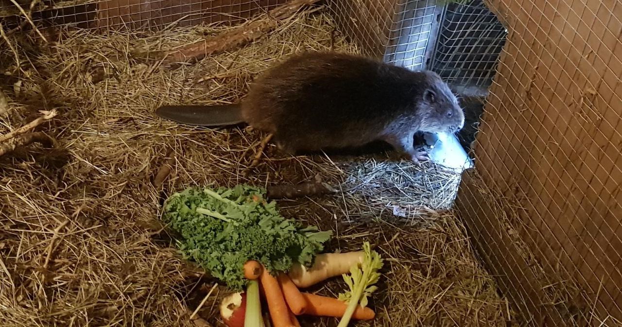 Baby beaver sisters, Barbara and Twiggy, have been released into their ...