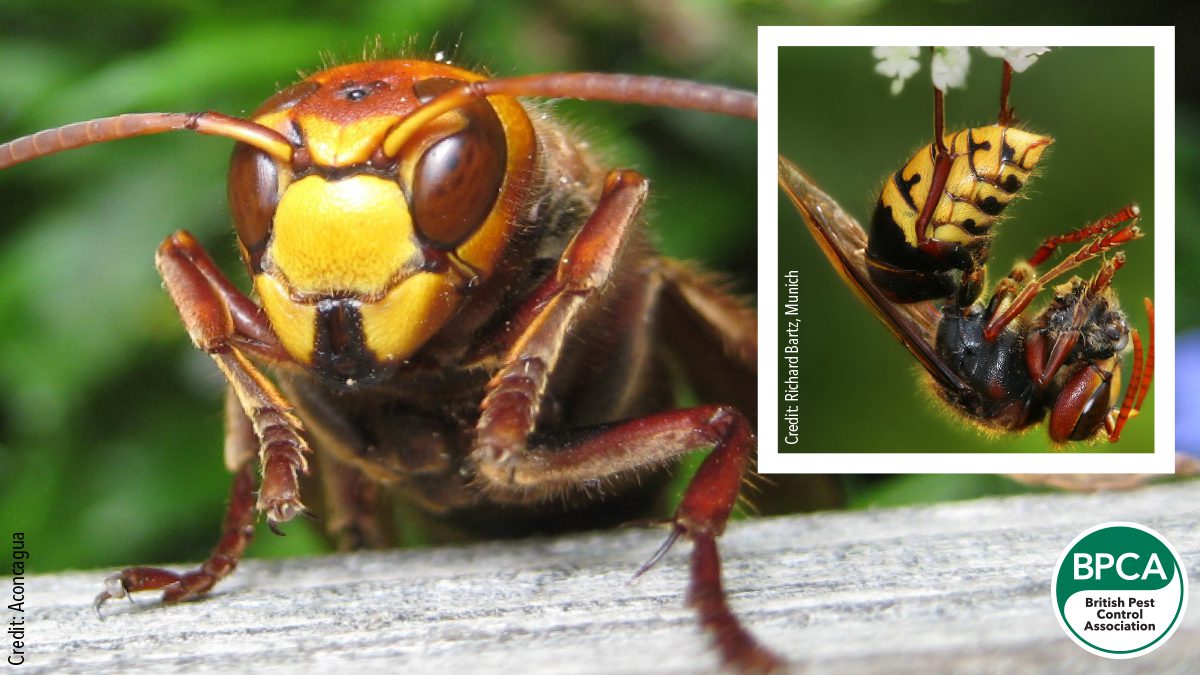 BPCA advice on identification follows Asian hornet sightings | Western ...
