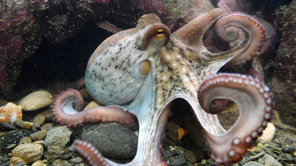 Half-a-billion-year-old new species reveals the origins of the octopus ...