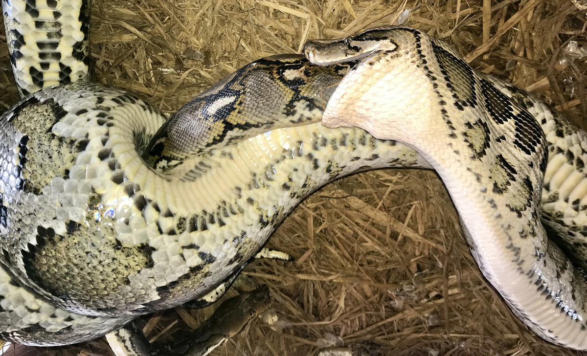 Giant python caught swallowing even bigger python alive in world first ...