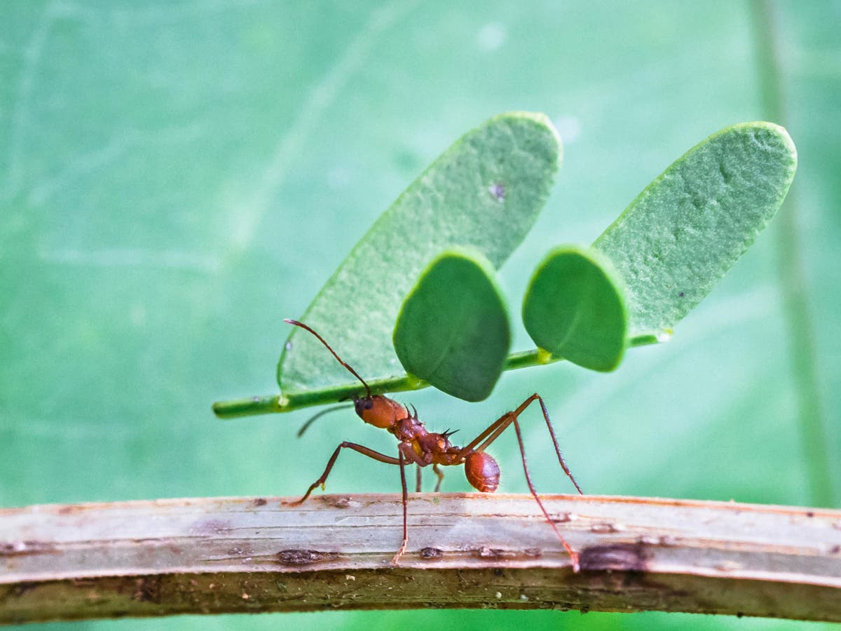 Scientists discover how ants took advantage of the asteroid that wiped ...