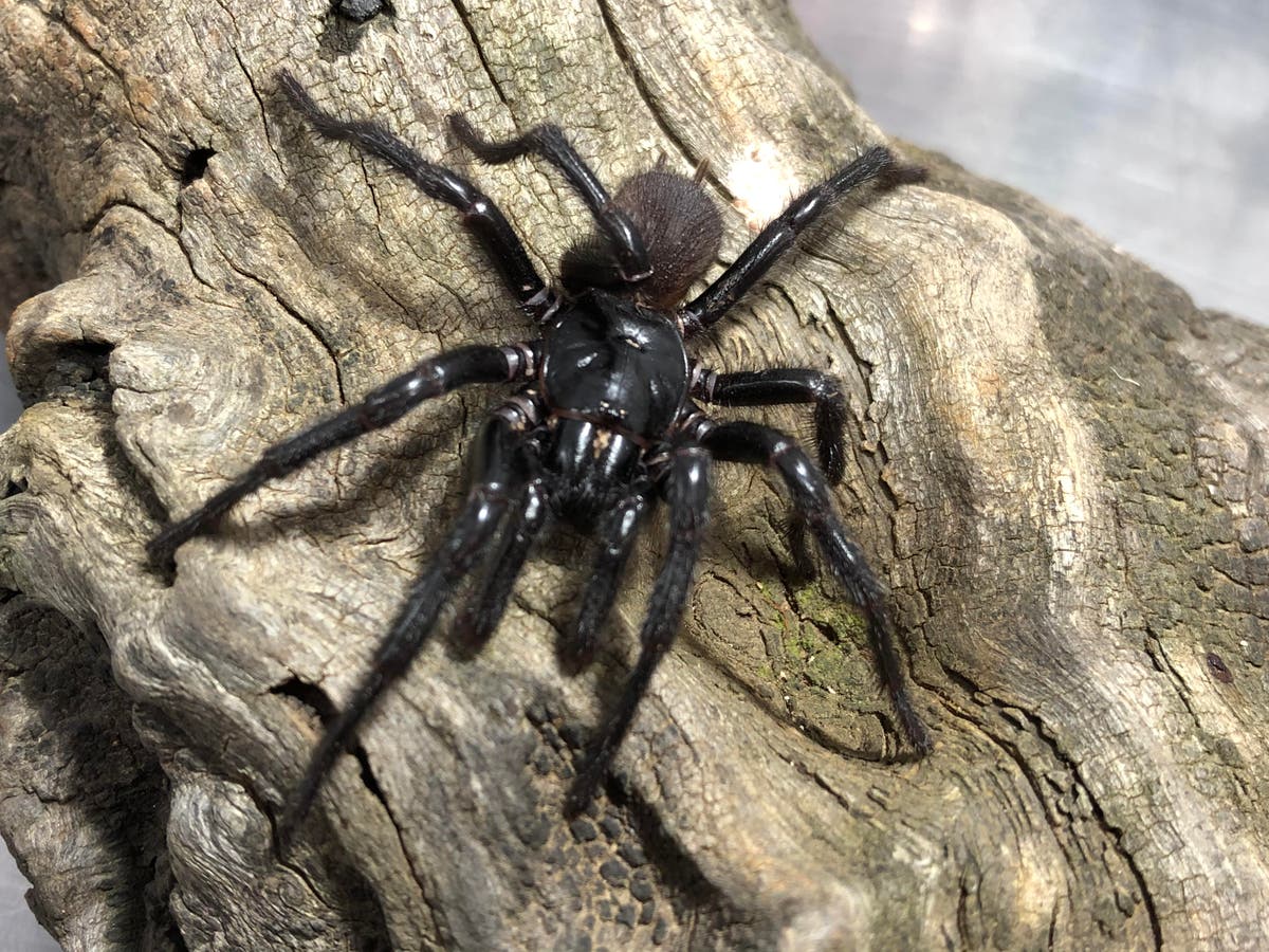 Scientists name new species of ‘unusually large’ spider in Australia ...