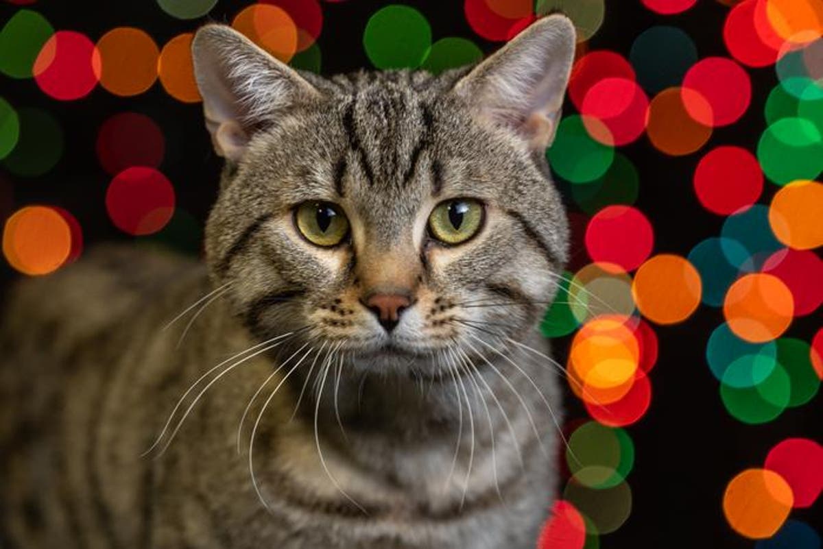 Fossil of world’s smallest cat discovered by archeologists | Western ...