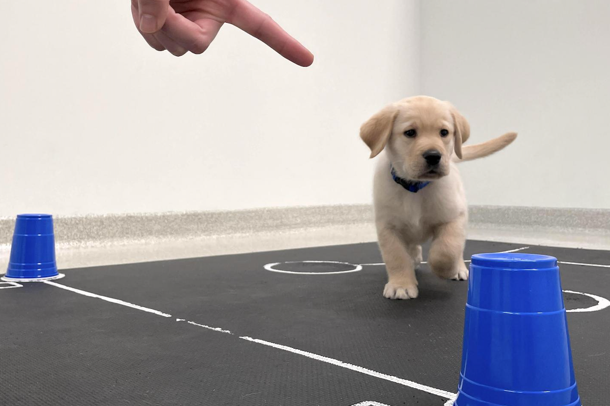 This is the best way to get your dog’s attention, scientists say ...