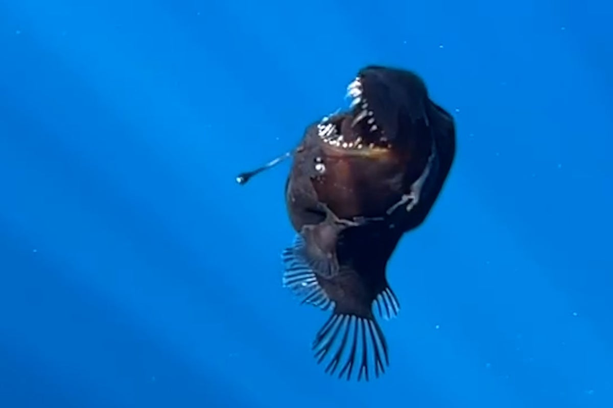 How a dying anglerfish became the darling of social media | Western ...