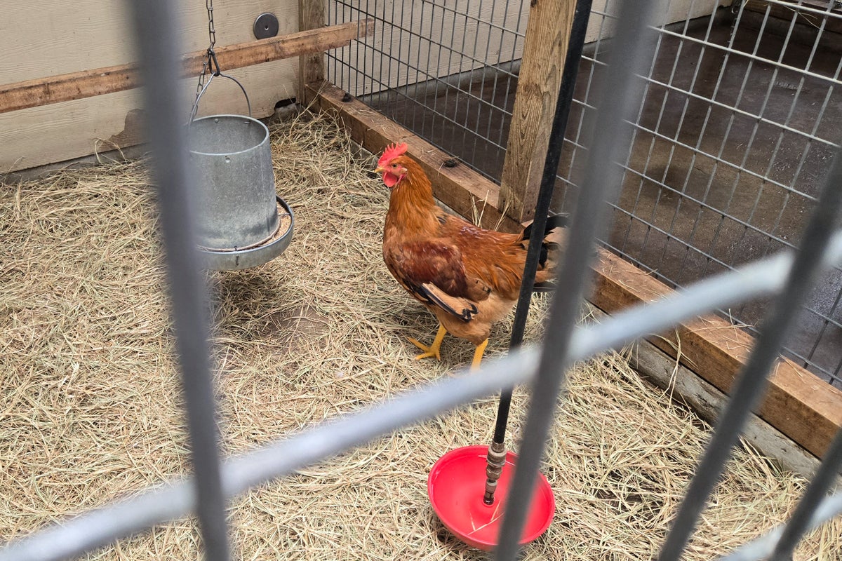 Bird flu has wiped out more than 30 million chickens so far this year ...