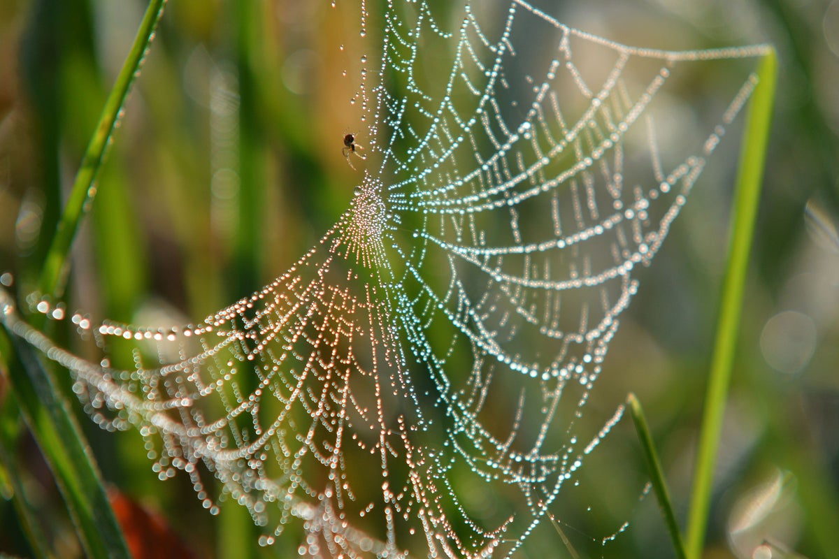 Spiders found spinning soundproof webs to adapt to noisy city life ...