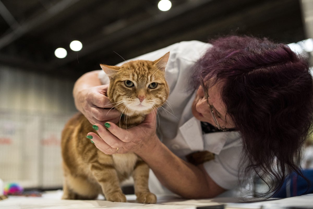 Mutation that makes ginger cats unique finally found | Western Morning News