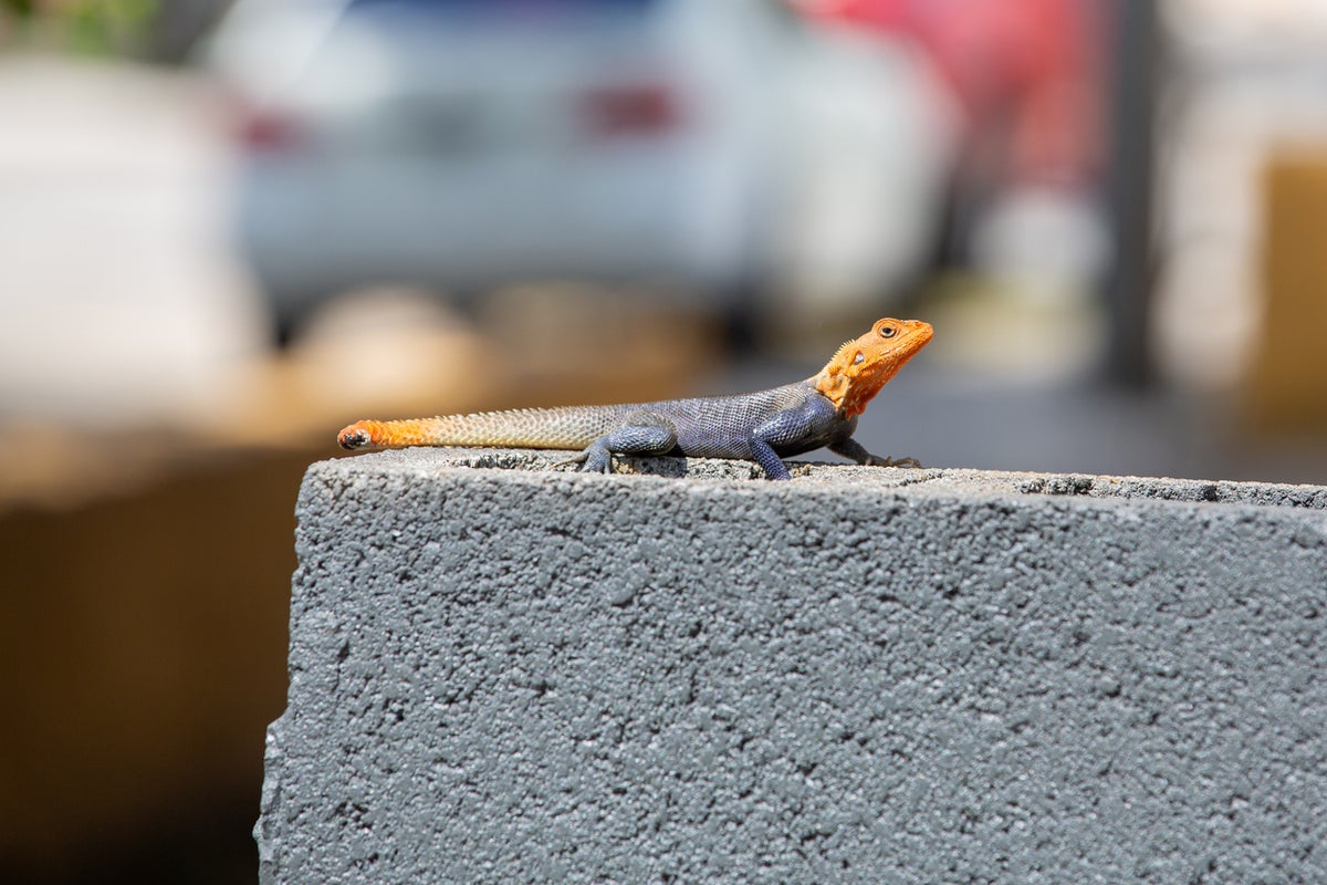 Strange-looking orange lizards are popping up across Florida. Here’s ...