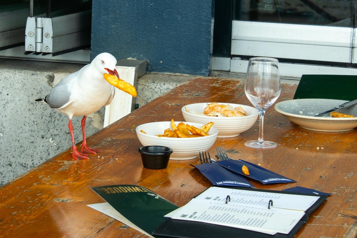 A flock of seagulls will steal your lunch — but a lone gull is too ...