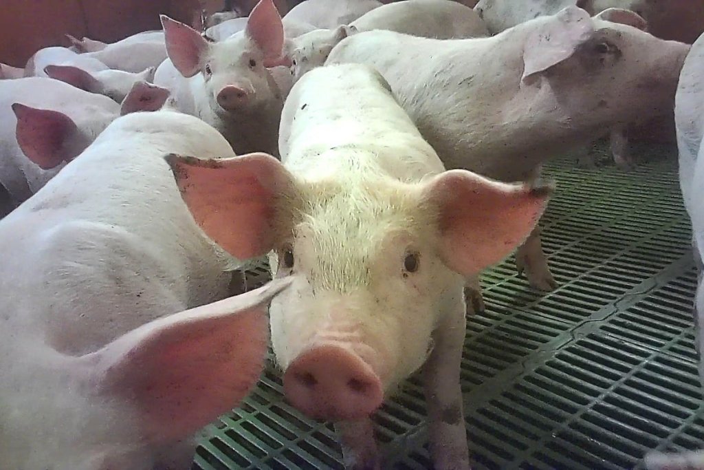 Cranswick reveals boss lands £4.6m pay package amid pig farm abuse ...