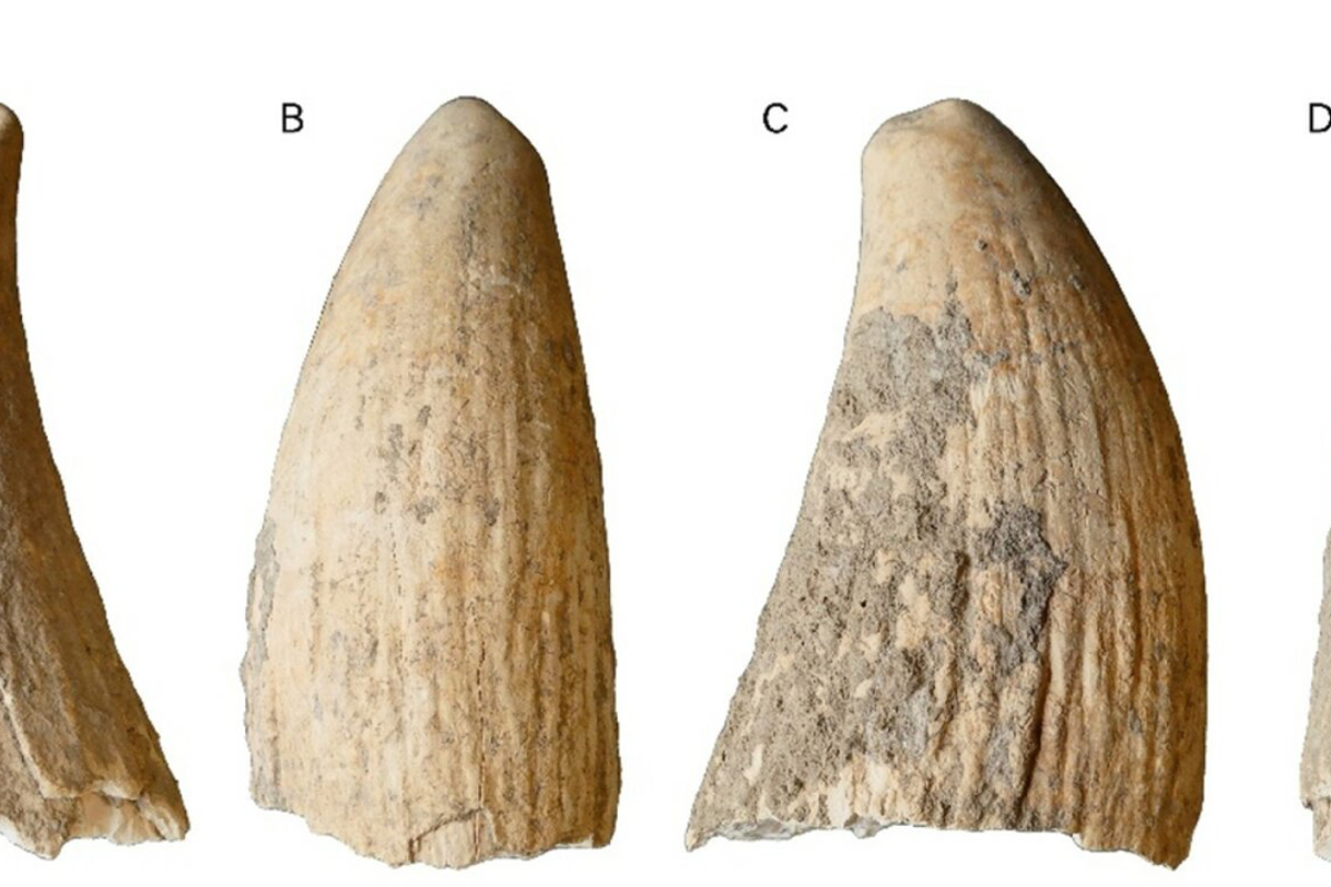 Rare whale tooth fossil helps crack ancient Iberian mystery | Western ...