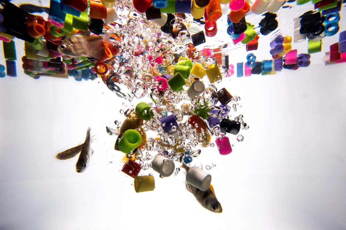 Common E coli bacteria found to turn plastic into painkillers | Western ...
