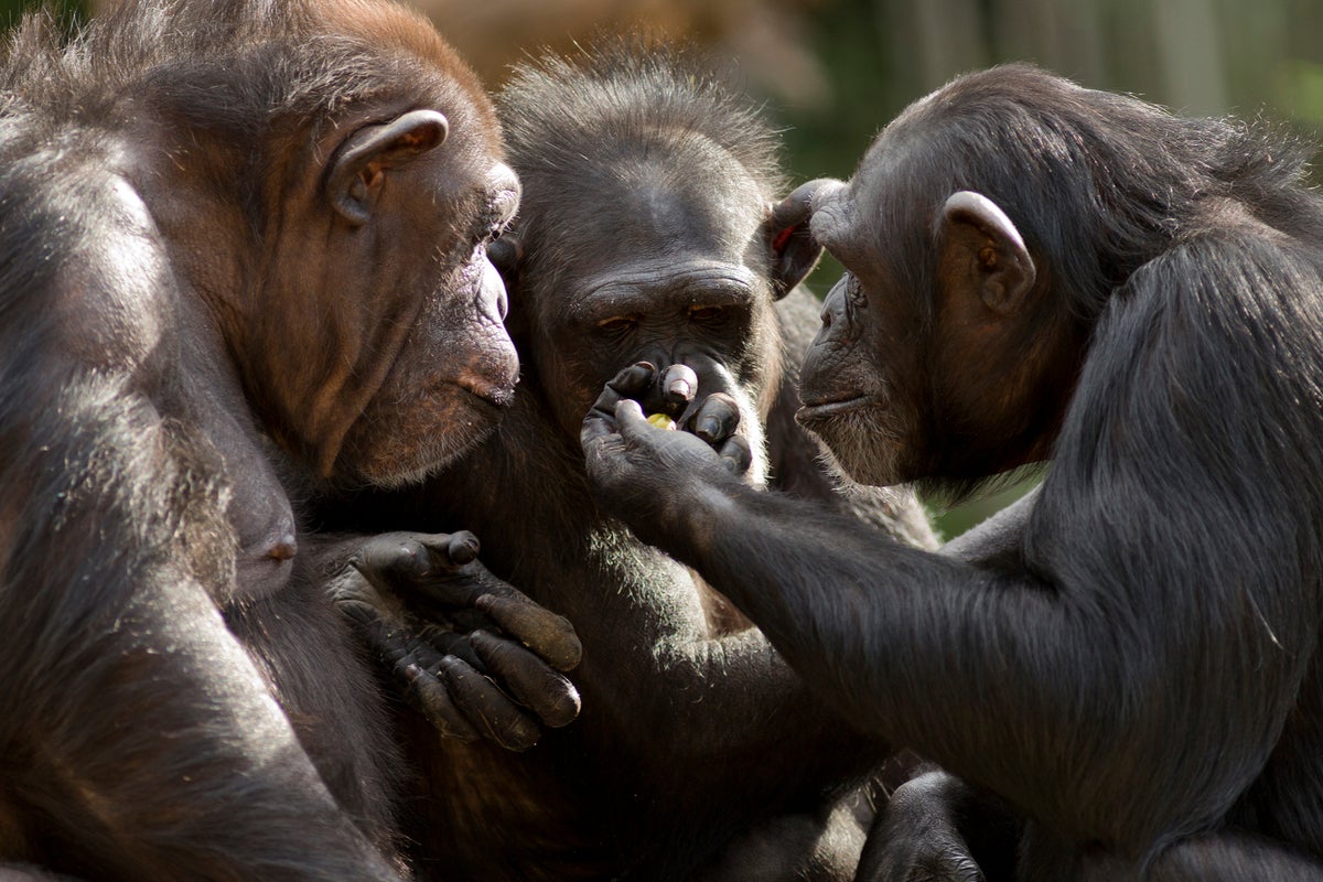 The unique human body part that evolution cannot explain | Western ...