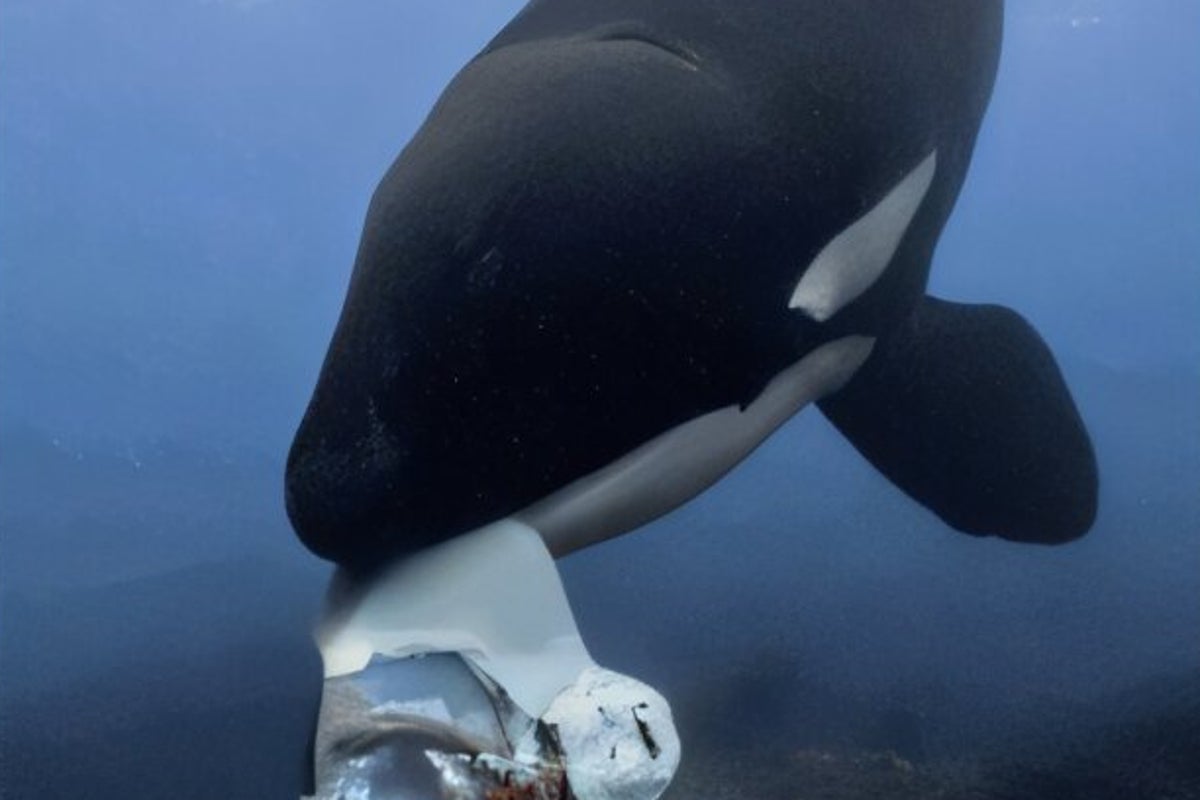 Killer whales caught sharing food with humans in strange behaviour for ...