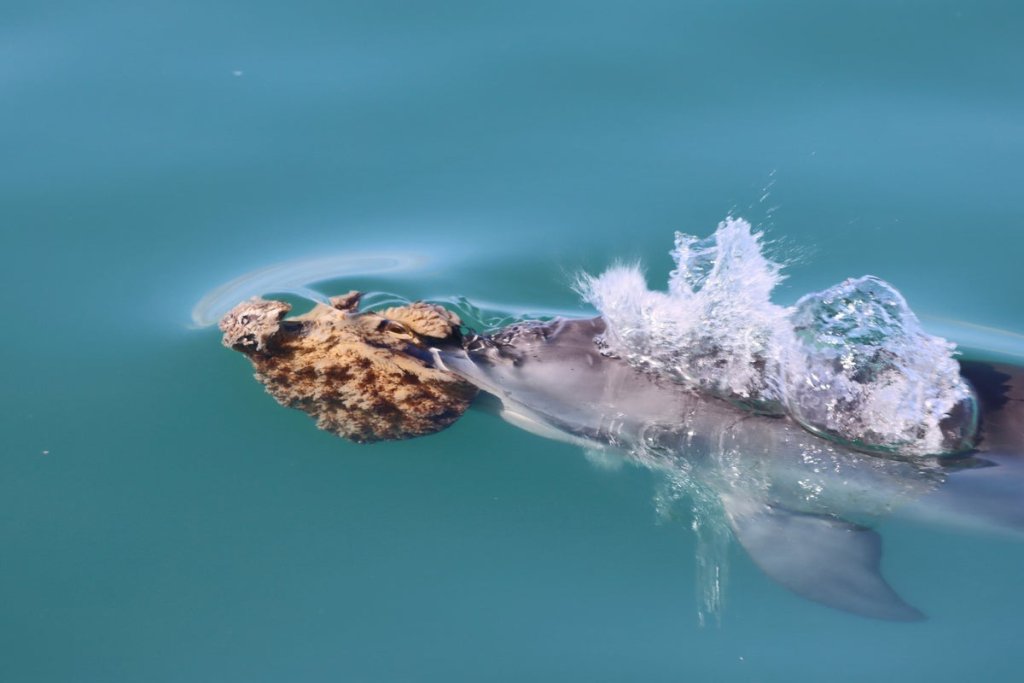 Dolphins learn to wear sponges ‘like a clown nose’ to hunt fish ...