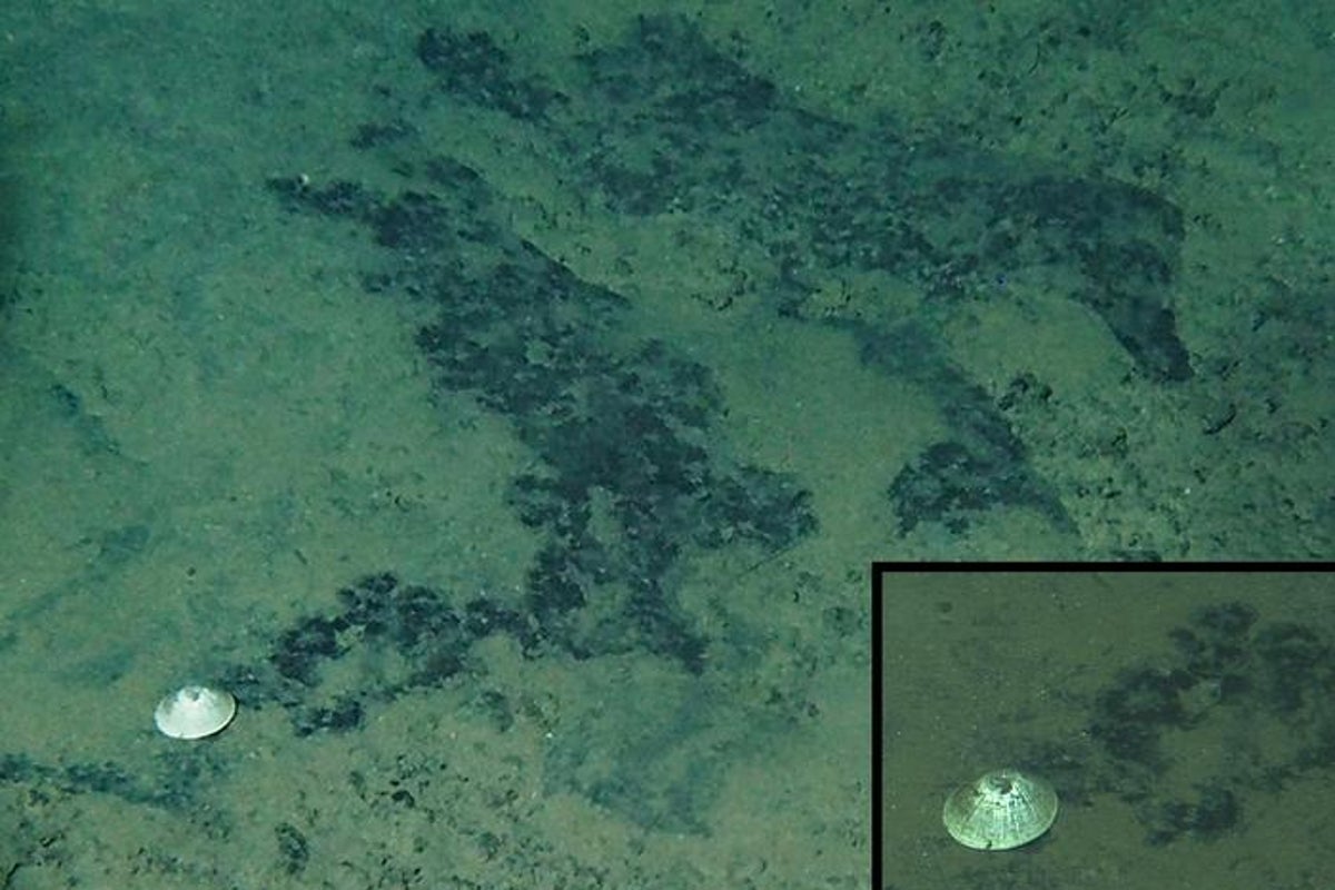 Record-breaking snail species discovered 6km below sea level | Western ...