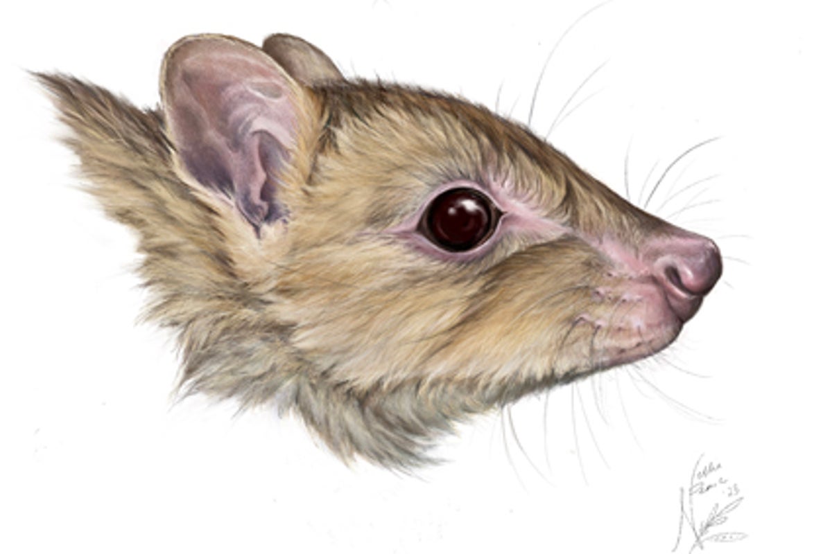 New marsupial species discovered in Australia could already be extinct ...