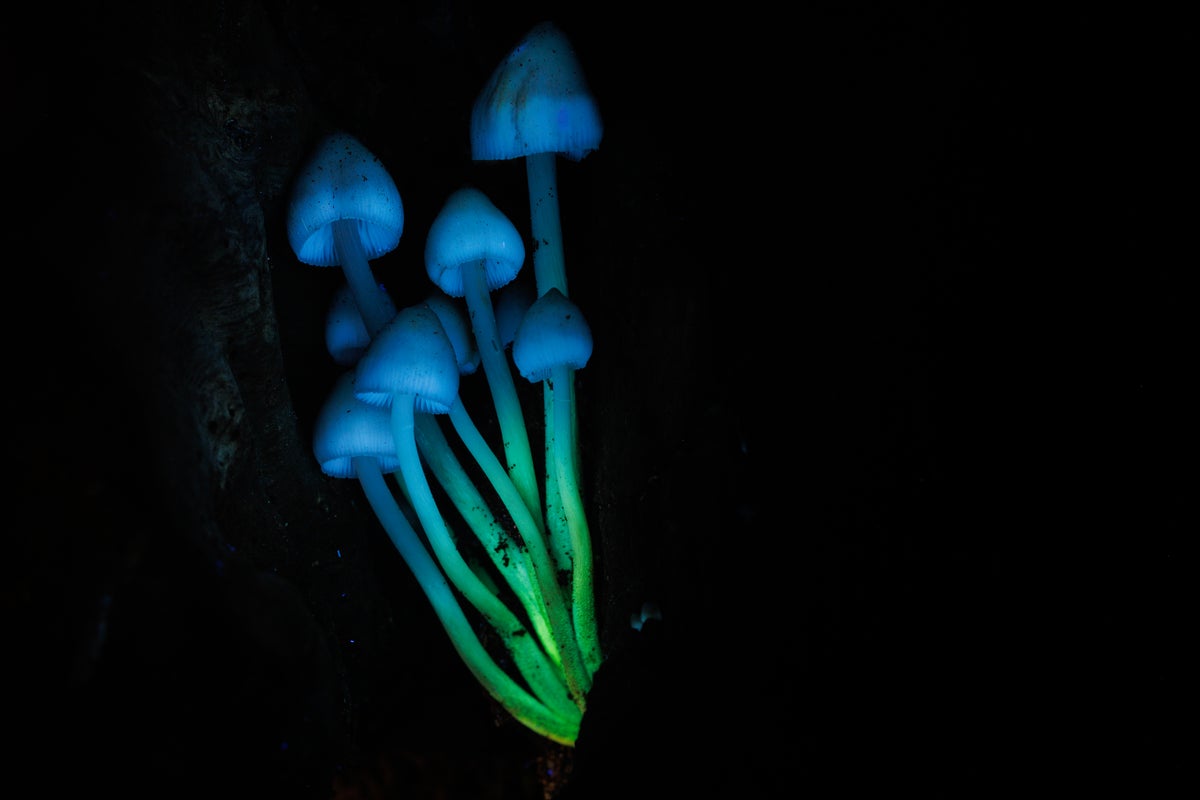 Scientists say all humans and animals emit a faint glow that vanishes ...