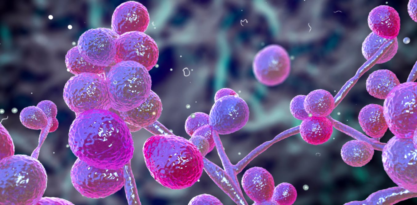 The fungi living in the body play an important role in health – here’s ...