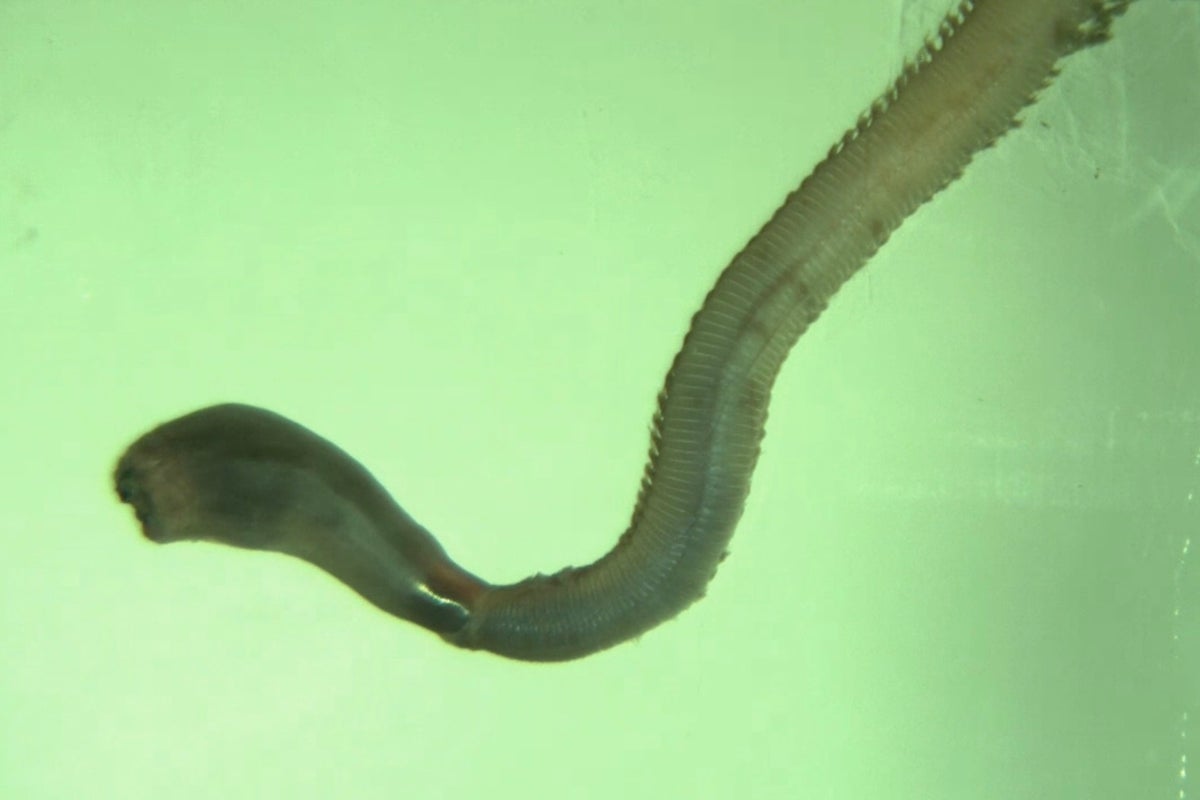 Watch these haunting stretchy bloodworms invert their own organs ...