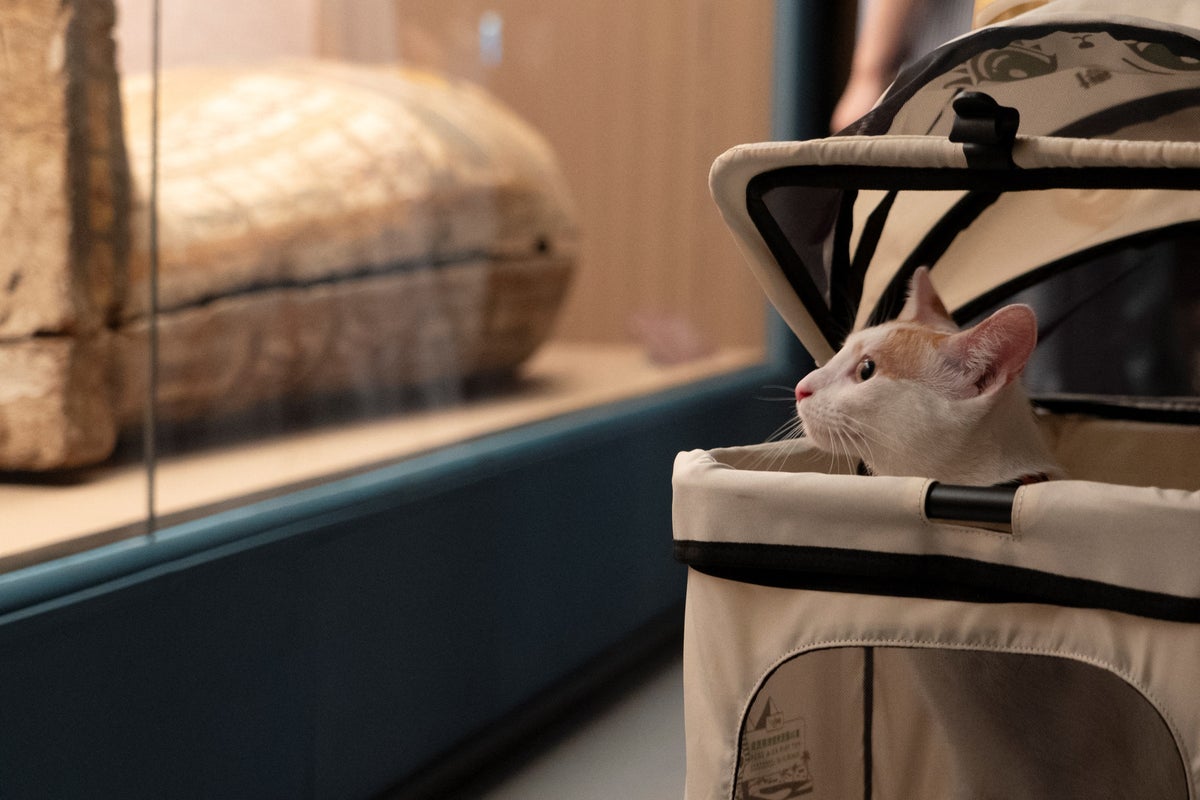 DNA study reveals when first house cats reached China | Western Morning ...