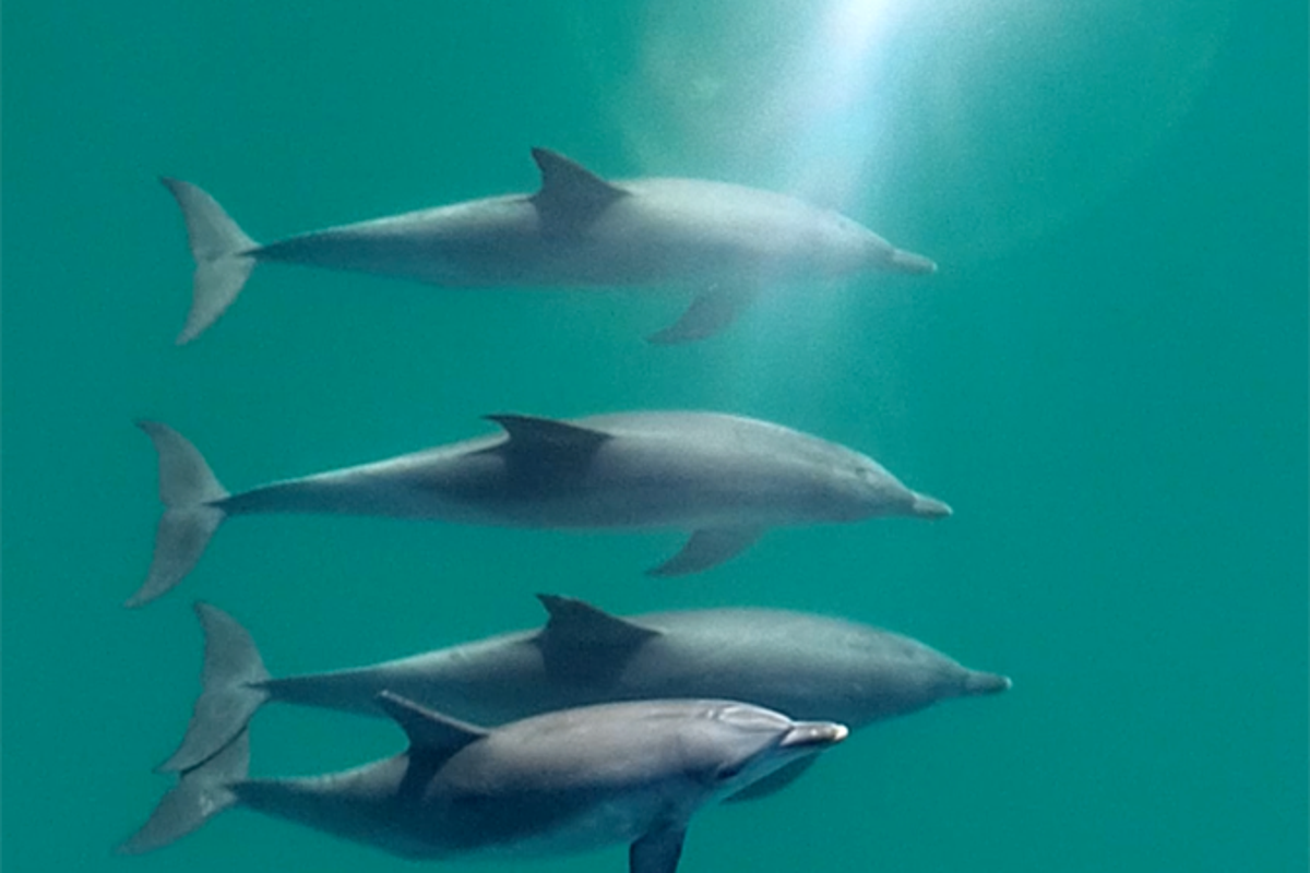 Like humans, dolphins with life-long friendships age slower, study ...