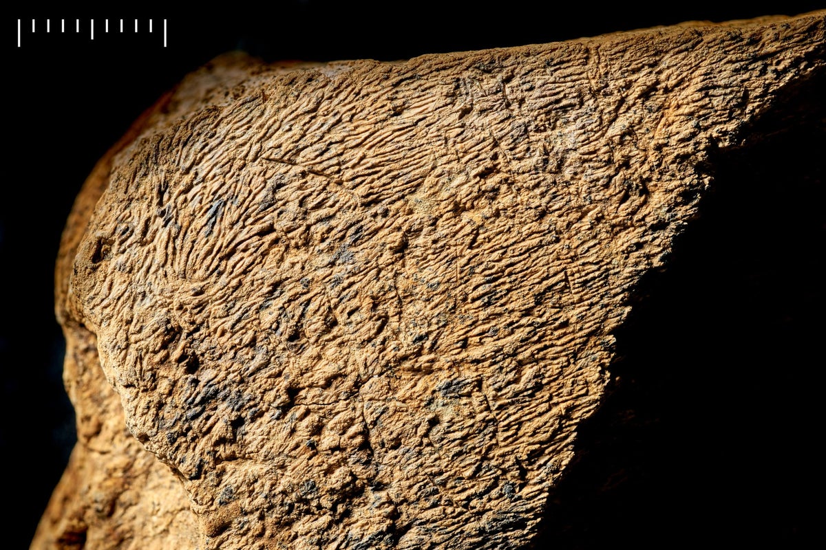 ‘Remarkable’ prehistoric elephant bone tool is oldest in Europe ...