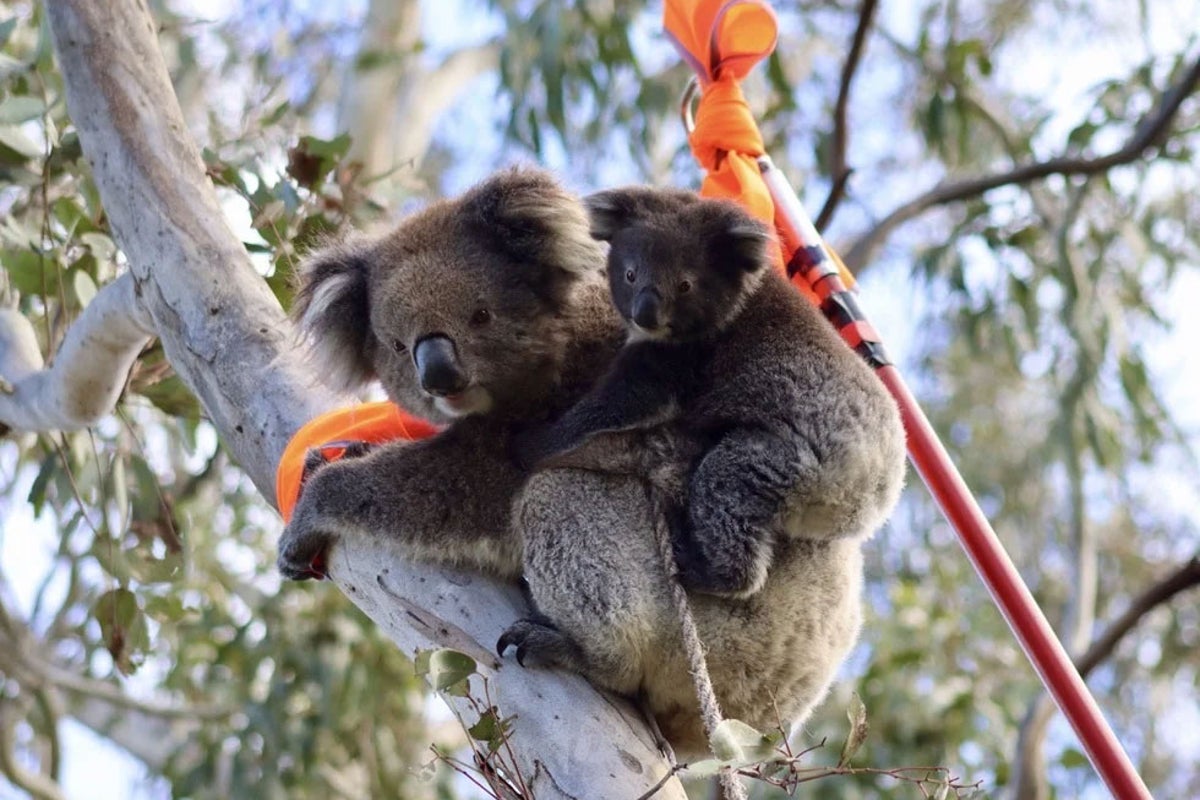 The dilemma facing Australia’s koala conservationists – too many koalas ...
