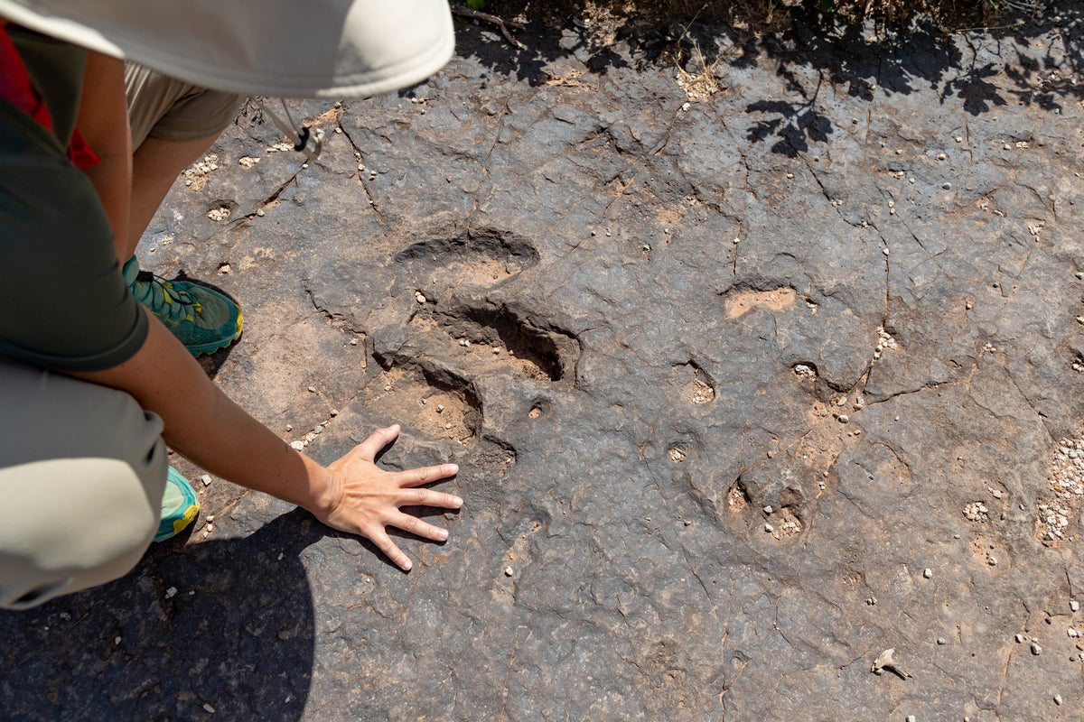 Fossil hunters discover region’s youngest dinosaur tracks | Western ...