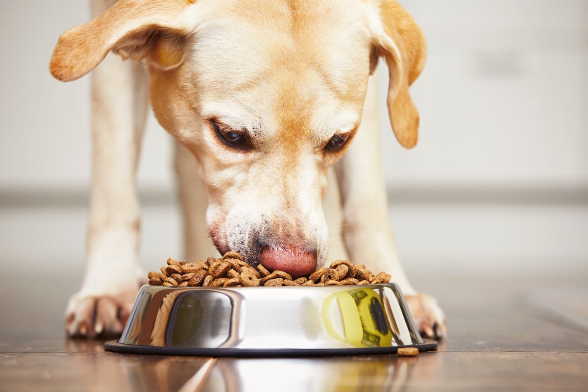 Some dog food can have worse environmental impact than their owners ...