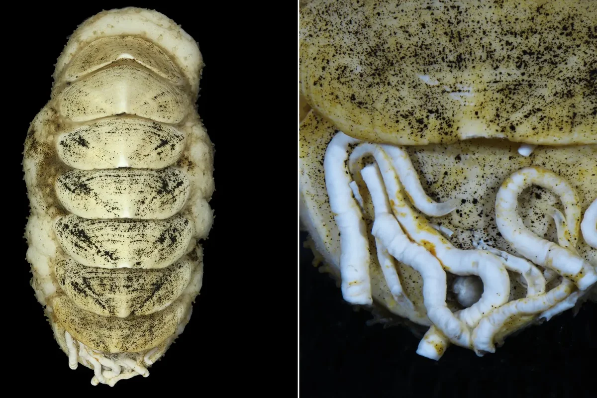 The people’s mollusc: Scientists name strange deep-sea creature after ...