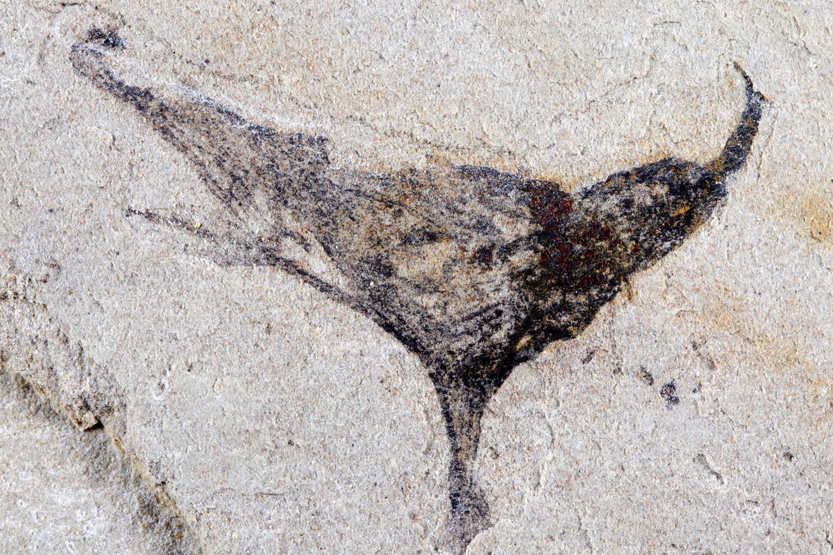 Scientists discover fossils that change what we know about evolution ...
