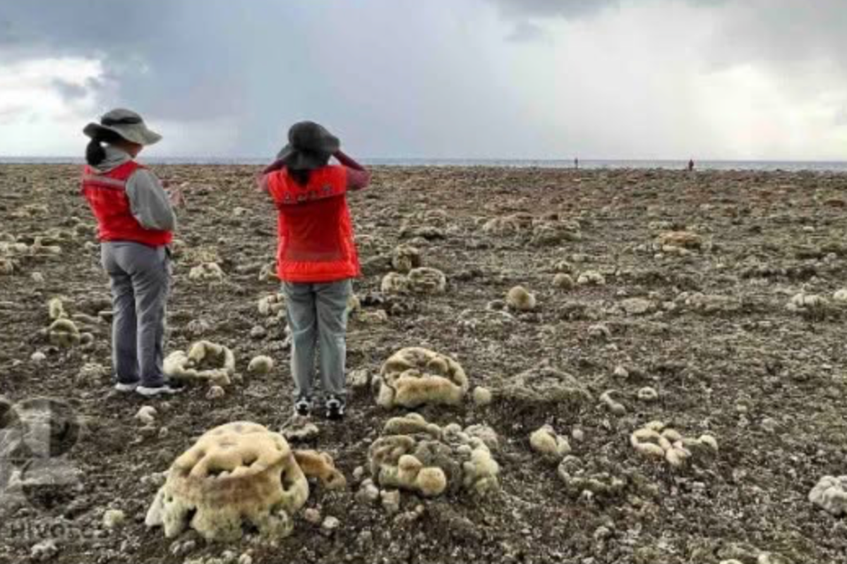 How deadly Philippines earthquake raised seabed and extended shorelines ...