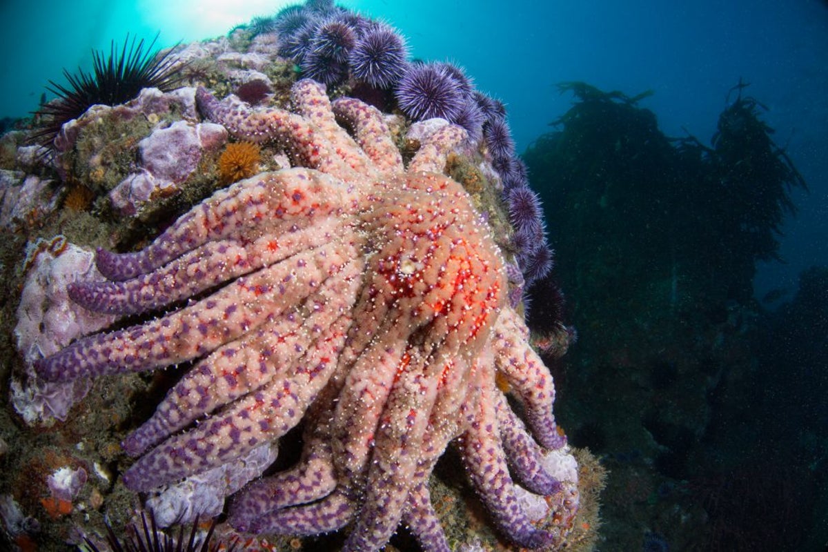 Once thought extinct ocean species is found off the coast of California ...